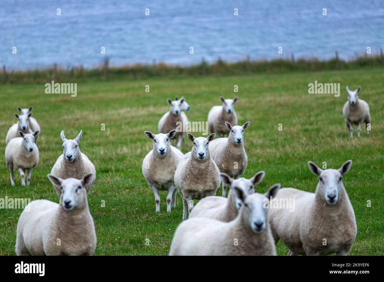 Ronaldsay sheep hi-res stock photography and images - Alamy