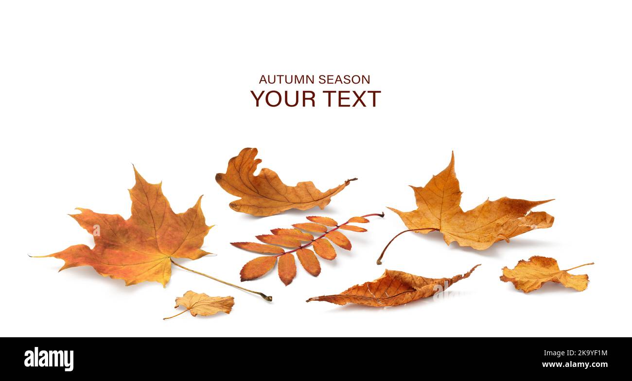 Autumn yellow orange leaves falling down Isolated on white background ...