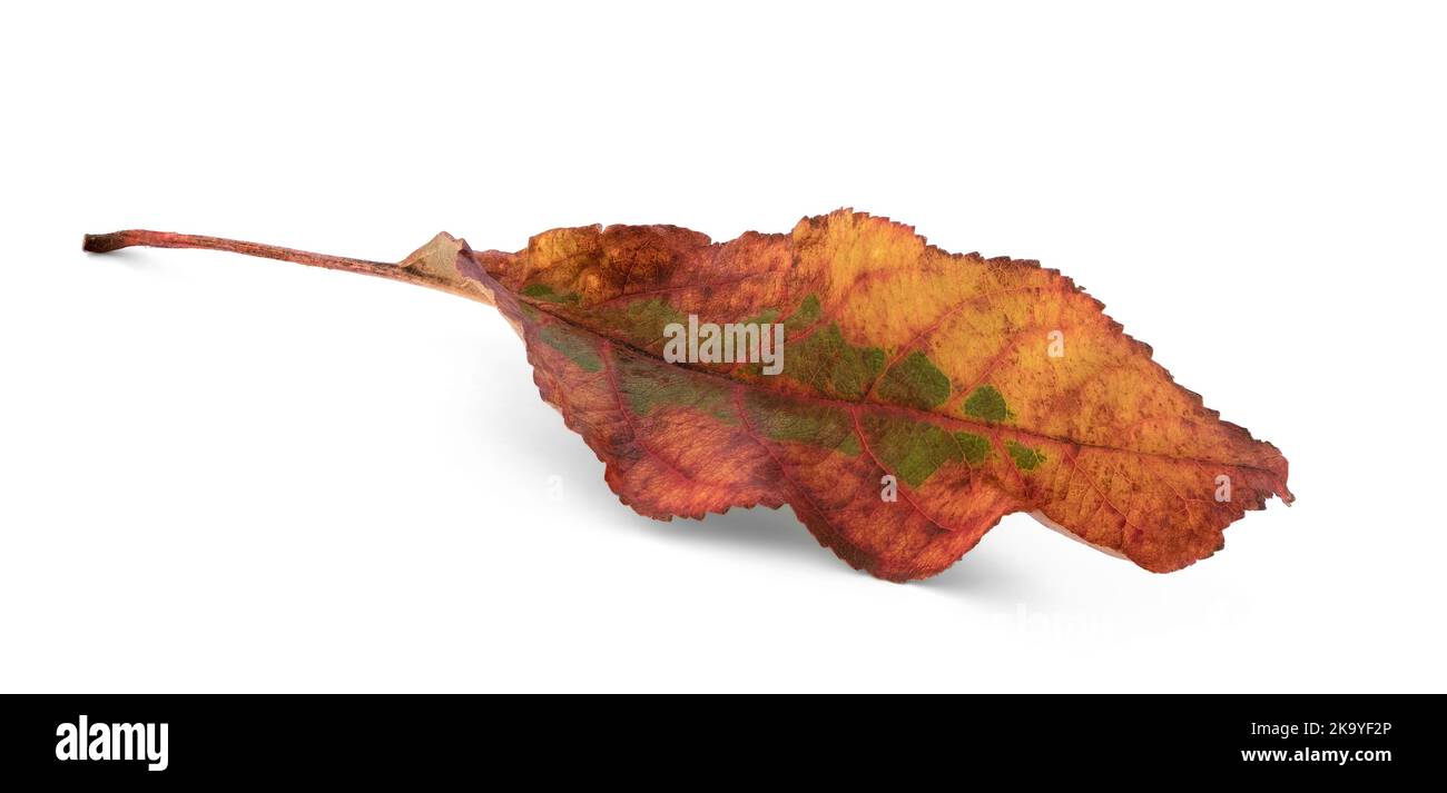 Autumn leaf isolated on white background with shadows, clipping path ...