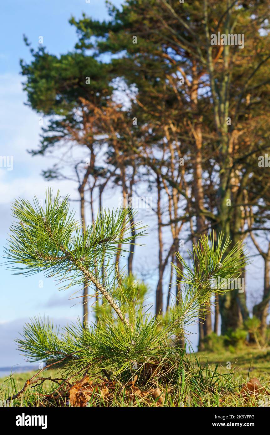 A sprout of a young pine tree. A new pine forest. Landscaping planting ...