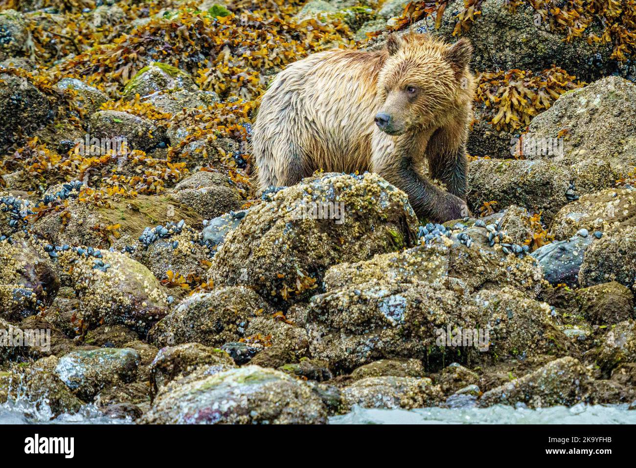 Grizzly bear cub foraging along the low tide line in Glendale Cove in ...