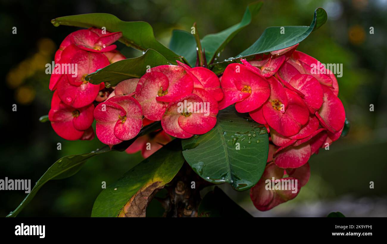 Euphorbia milii, the crown of thorns, Christ plant, or Christ thorn ...