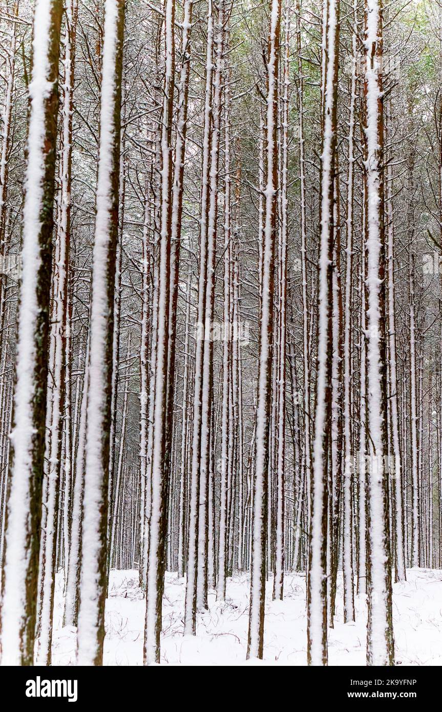 The forest in winter. Trees under the snow. The snow in the forest ...