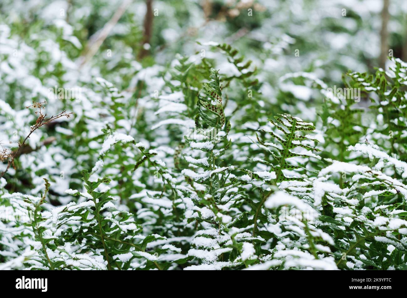 Snow on the green grass. Snow in the spring. The first snow on the ...