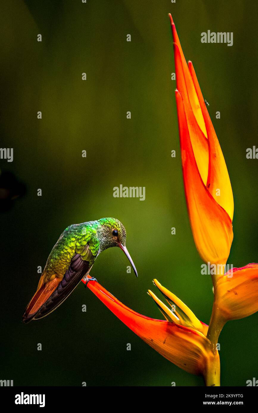 Rufous-tailed hummingbird on a orange colored heliconia flower image ...