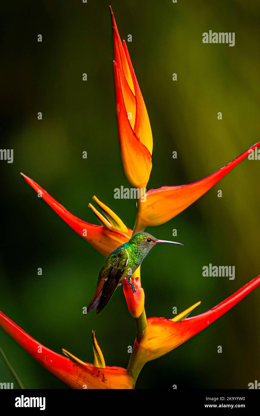 Heliconia hummingbird hi-res stock photography and images - Alamy