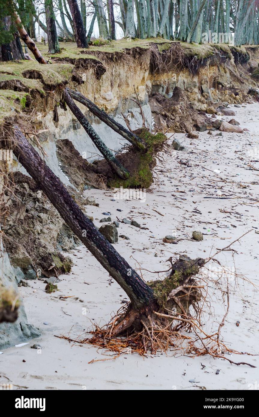 The aftermath of the hurricane. The seashore after the storm. Fallen ...