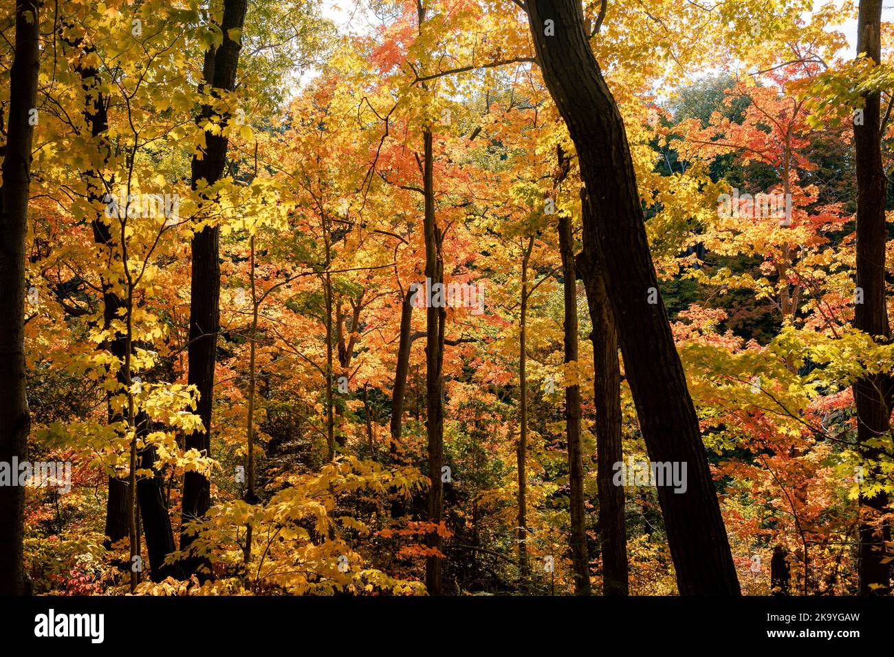 Orange leaf background hi-res stock photography and images - Alamy