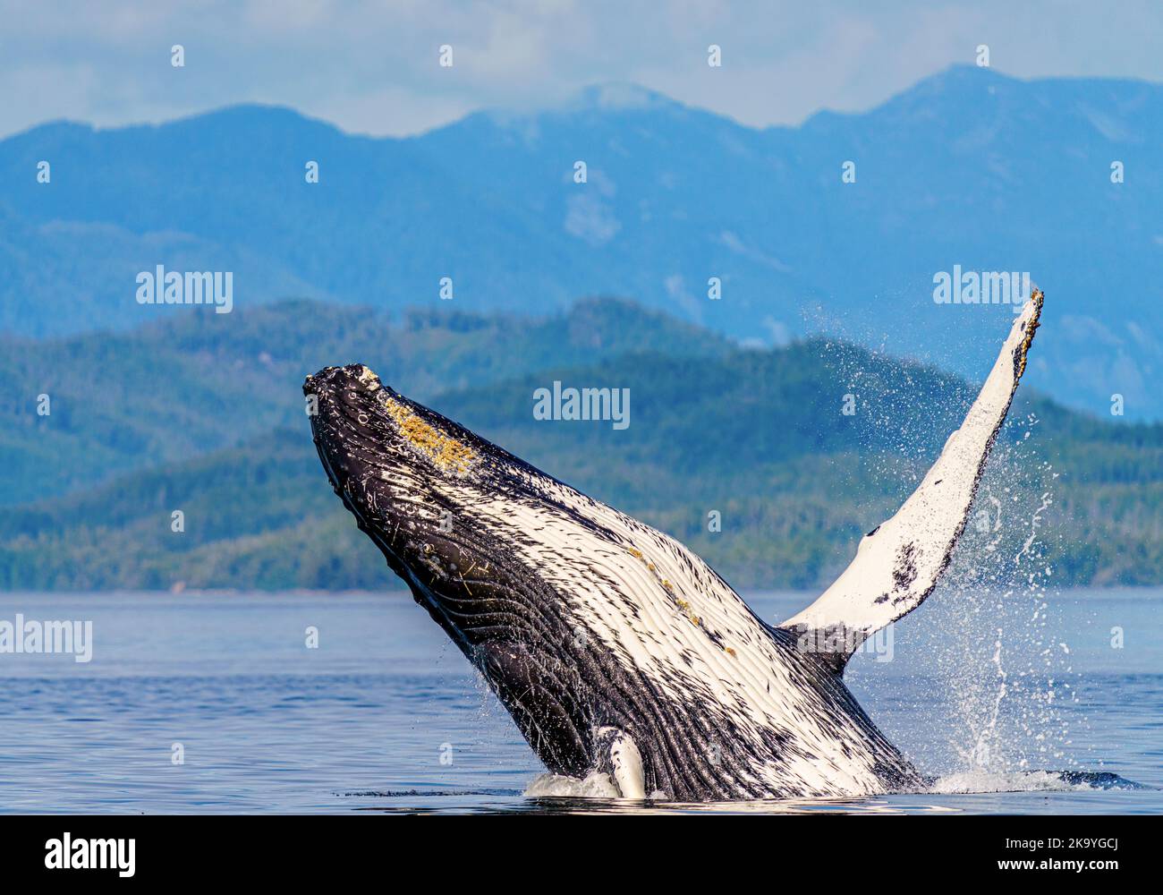 Giant Blue Whale Jumps Over Boat