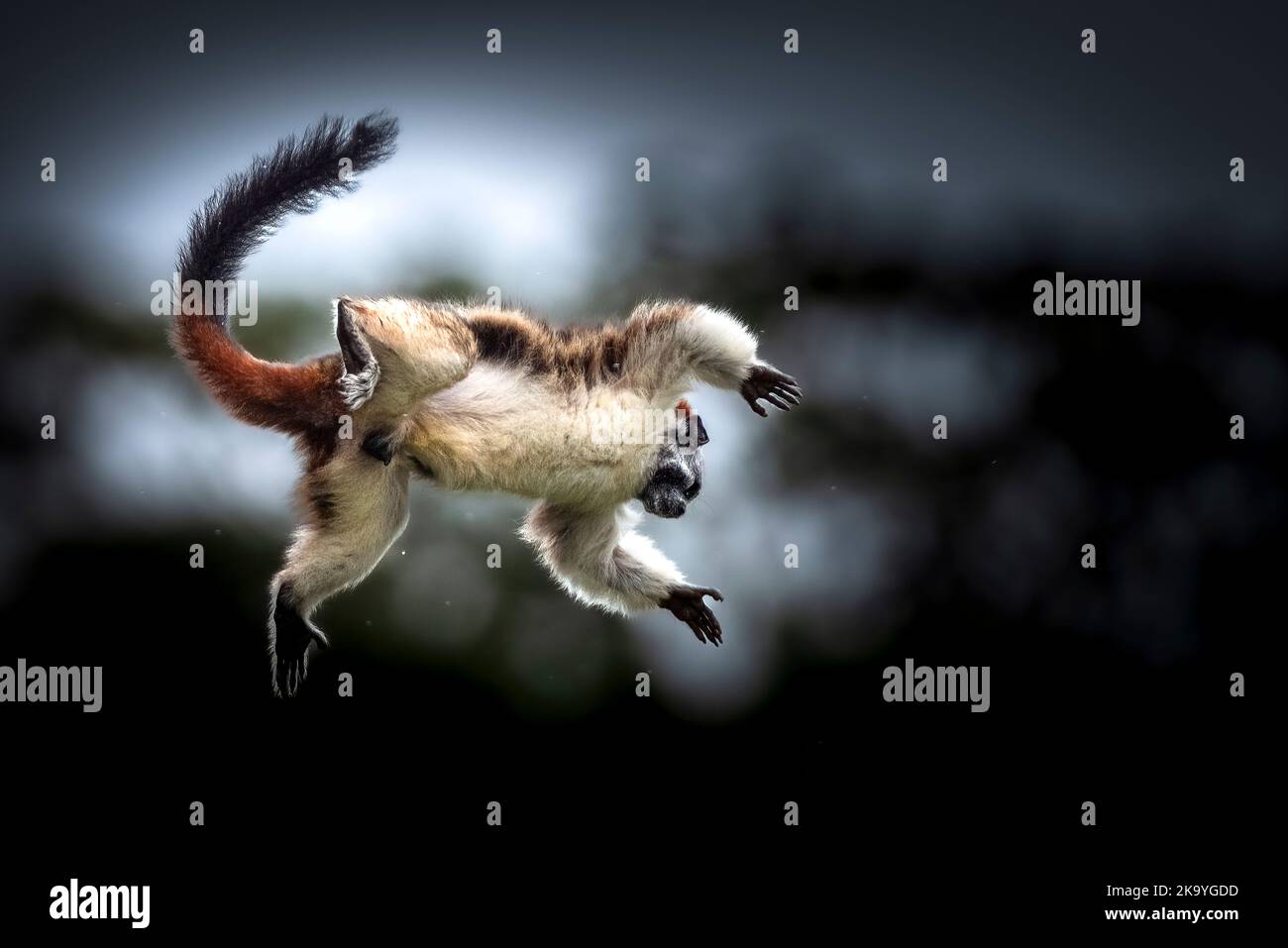 Geoffroy's tamarin jumping, also known as the Panamanian, red-crested ...