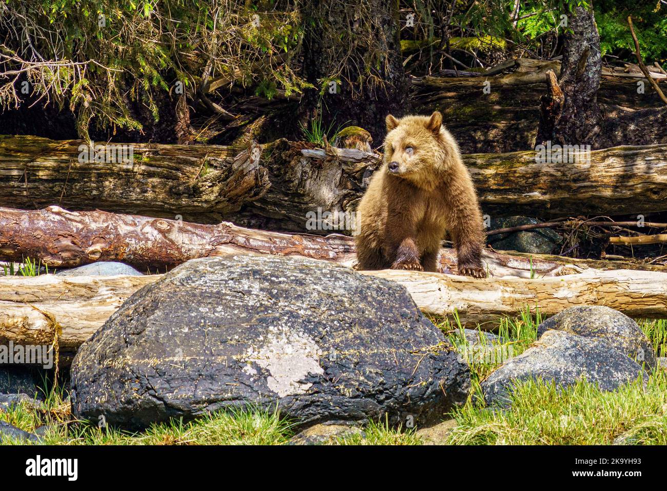 Grizzly bear cub, 2nd year, in driftwood along the Knight Inlet ...