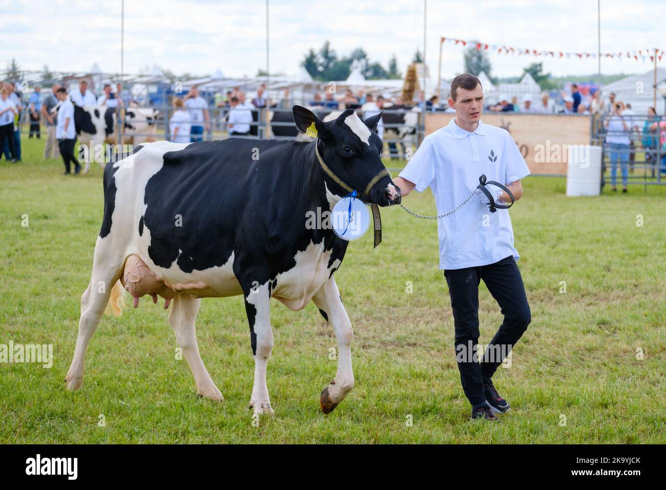 Man leading cow hi-res stock photography and images - Alamy
