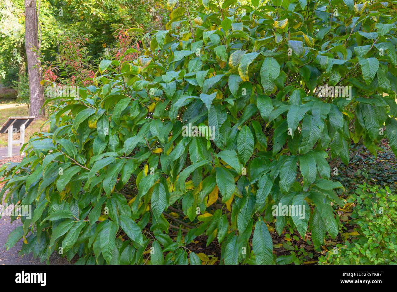 Large green leaves of the rhamnus imeretina, a hardy shrub which is the ...