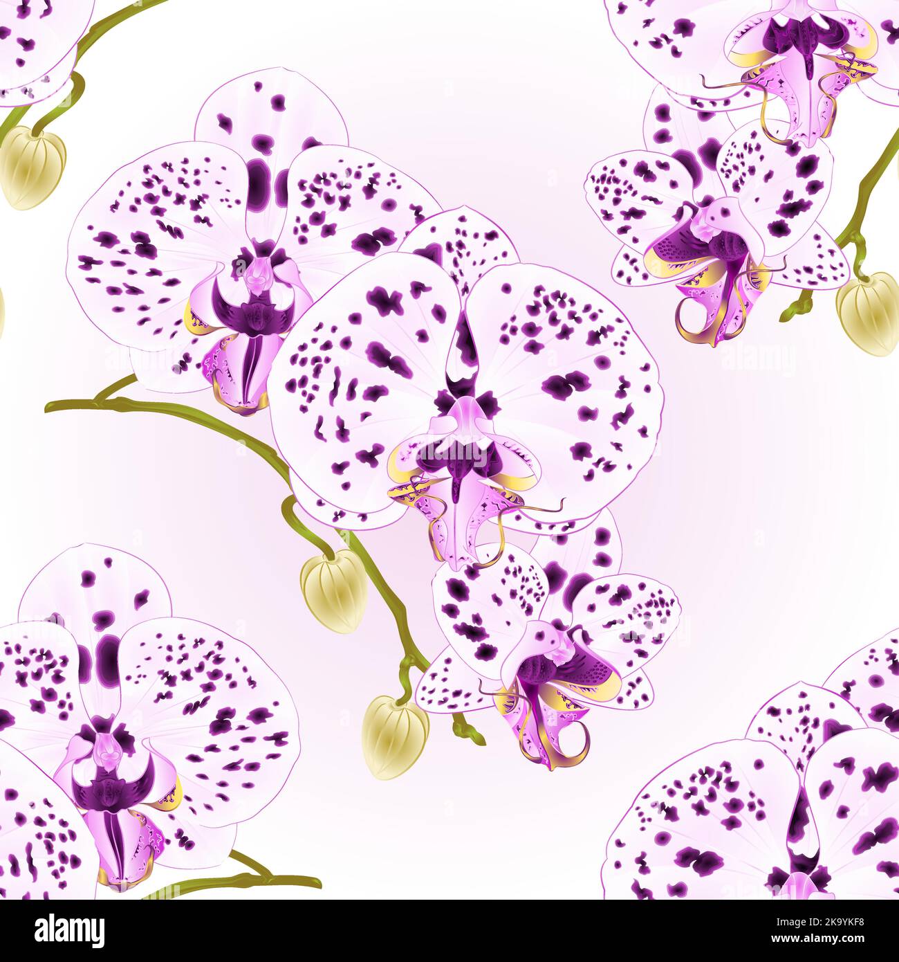 Seamless Texture Beautiful Orchid With Dots Purple And White