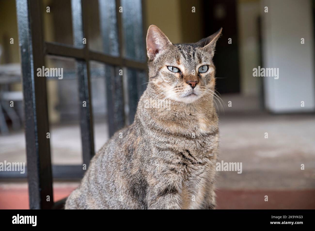 Close up view of a beautiful female cat sitting down Stock Photo - Alamy