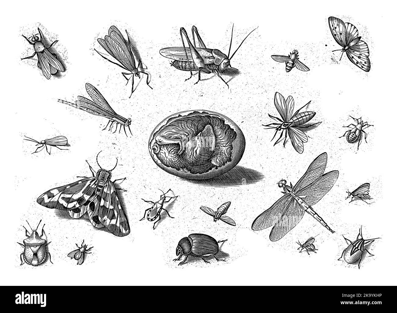 Different insects with a cross section of a chick in an egg in the ...