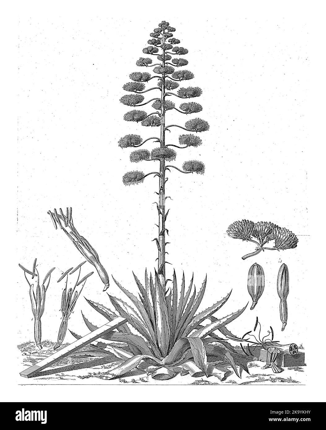 Agave Drawing