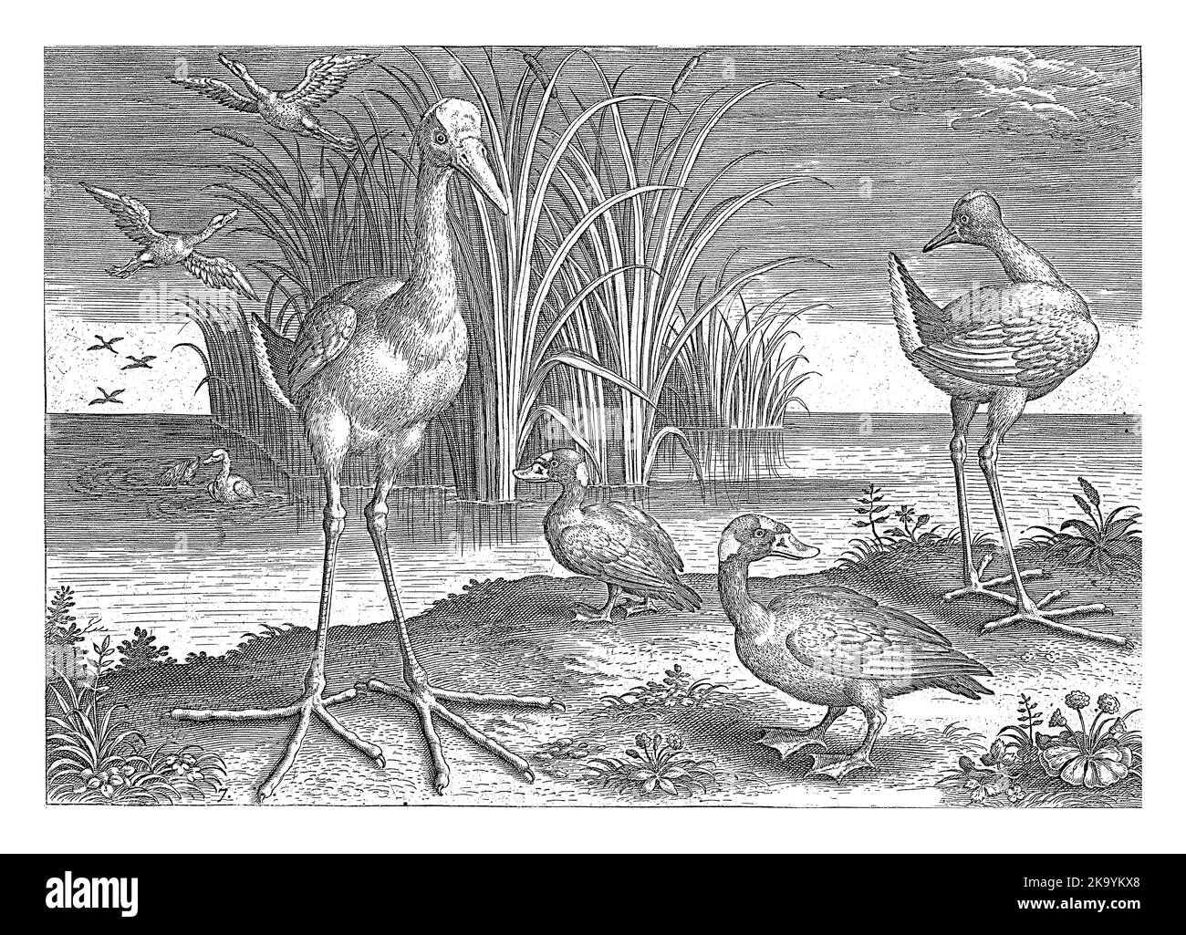 Two giant snipes hi-res stock photography and images - Alamy