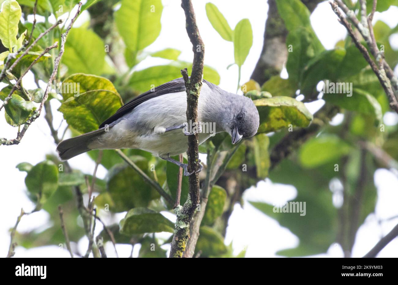 Plain-colored Tanager (Tangara inornata) perched on an orange tree ...
