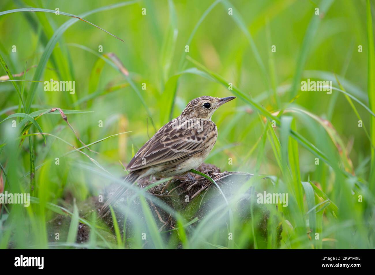 Close view of a very rare an small bird, the Yellowish Pipit (Anthus ...