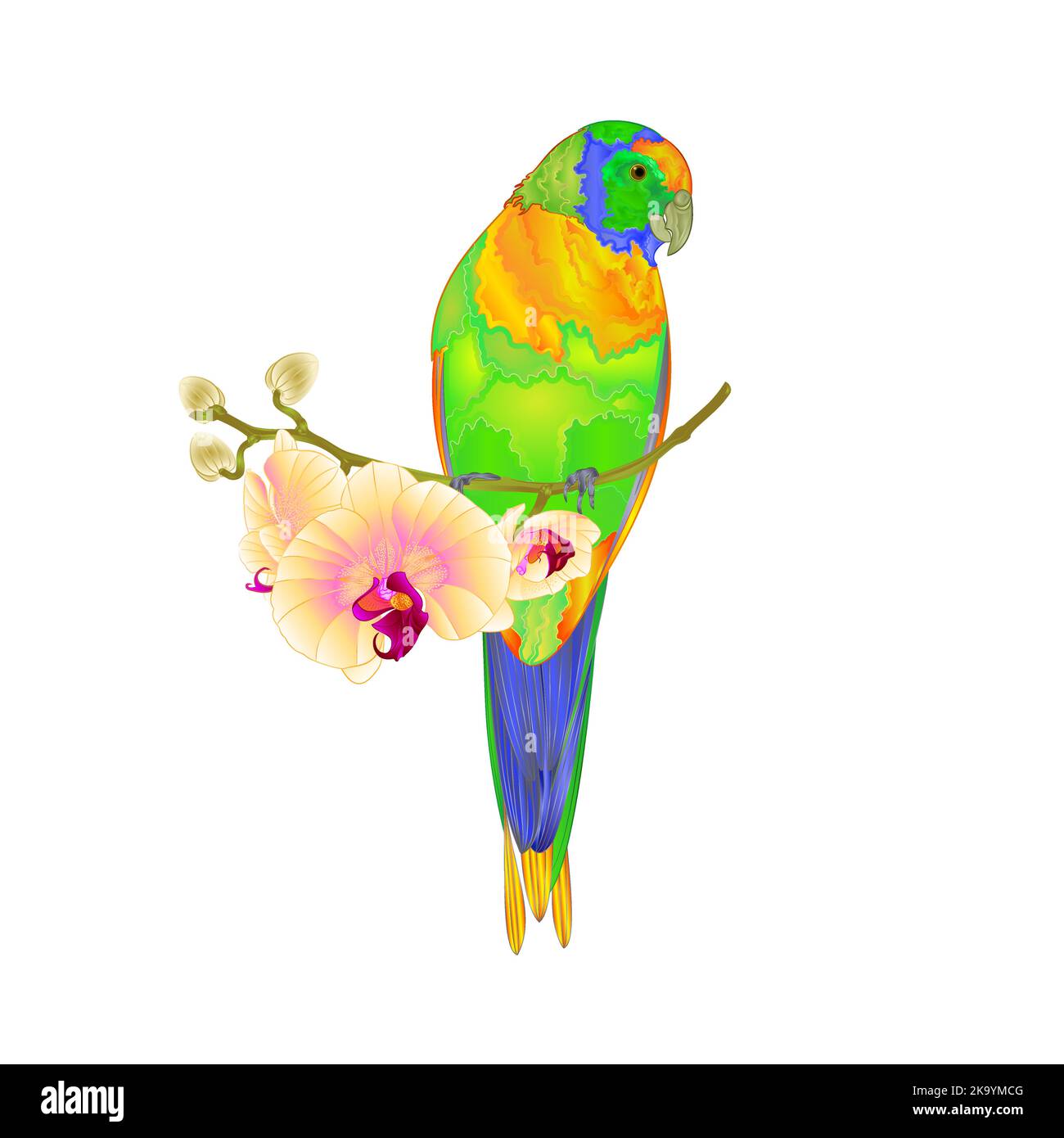 Yellow parrot sun conure Stock Vector Images - Alamy