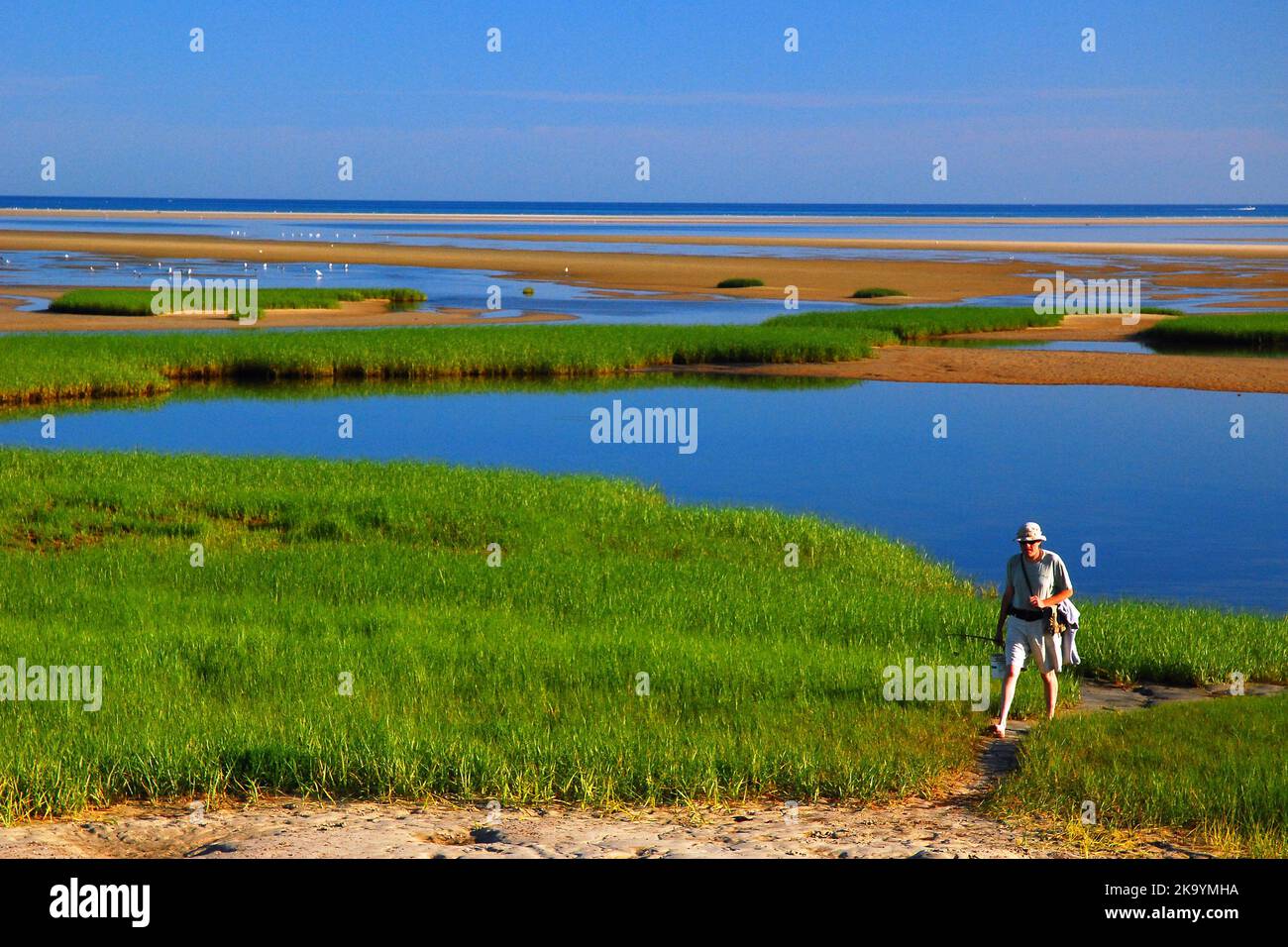A lone person hikes through the Salt Marsh, in Cape Cod lonmg the New ...