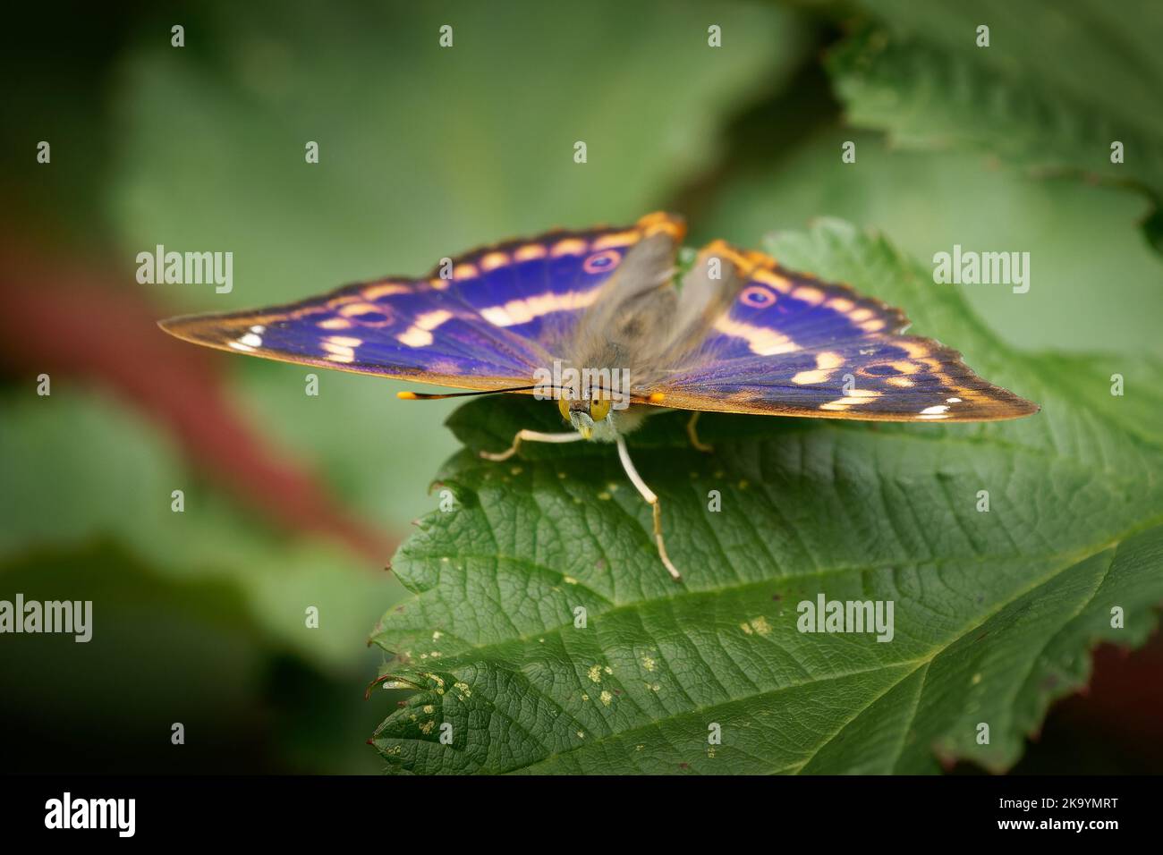 Lesser Purple Emperor - Apatura ilia species of butterfly native to ...