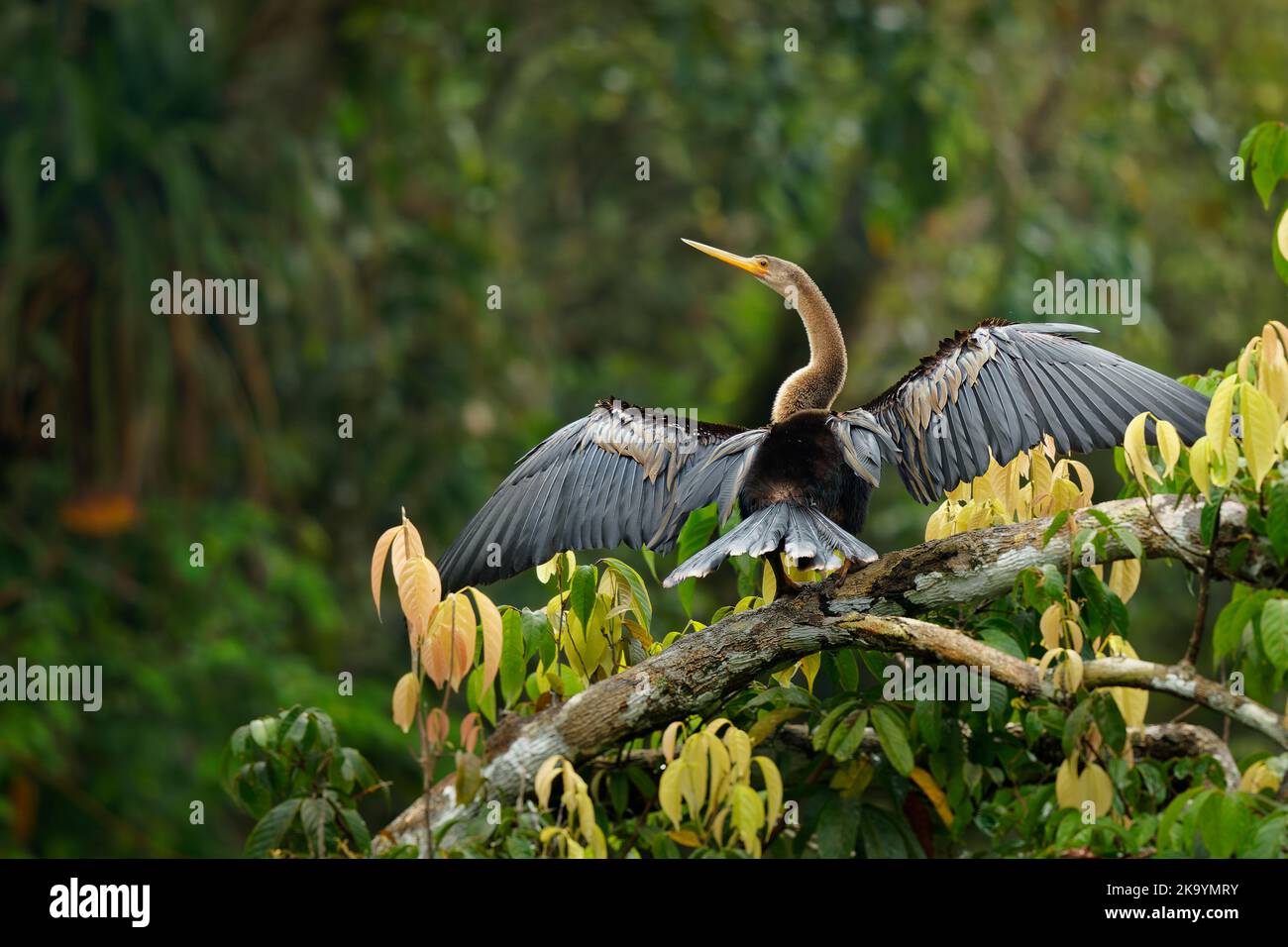 Anhinga (Anhinga anhinga) called snakebird, American darter or water ...