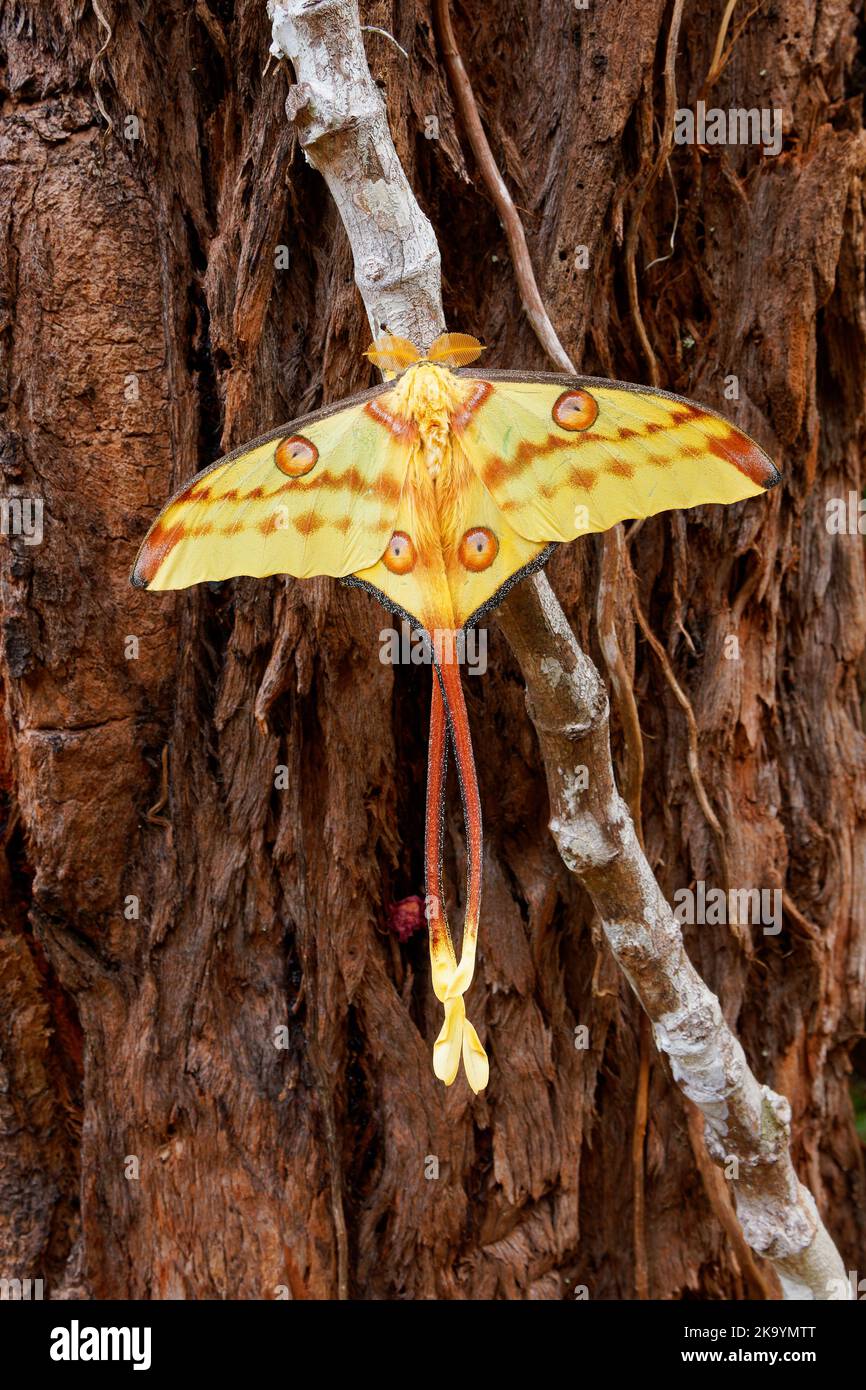 Comet moth or Madagascan moon moth (Argema mittrei), big moth native to ...