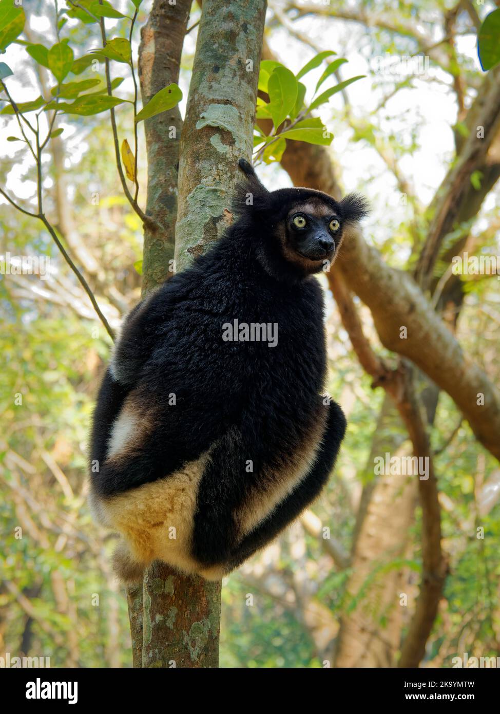 Indri indri - Babakoto the largest lemur of Madagascar has a black and ...