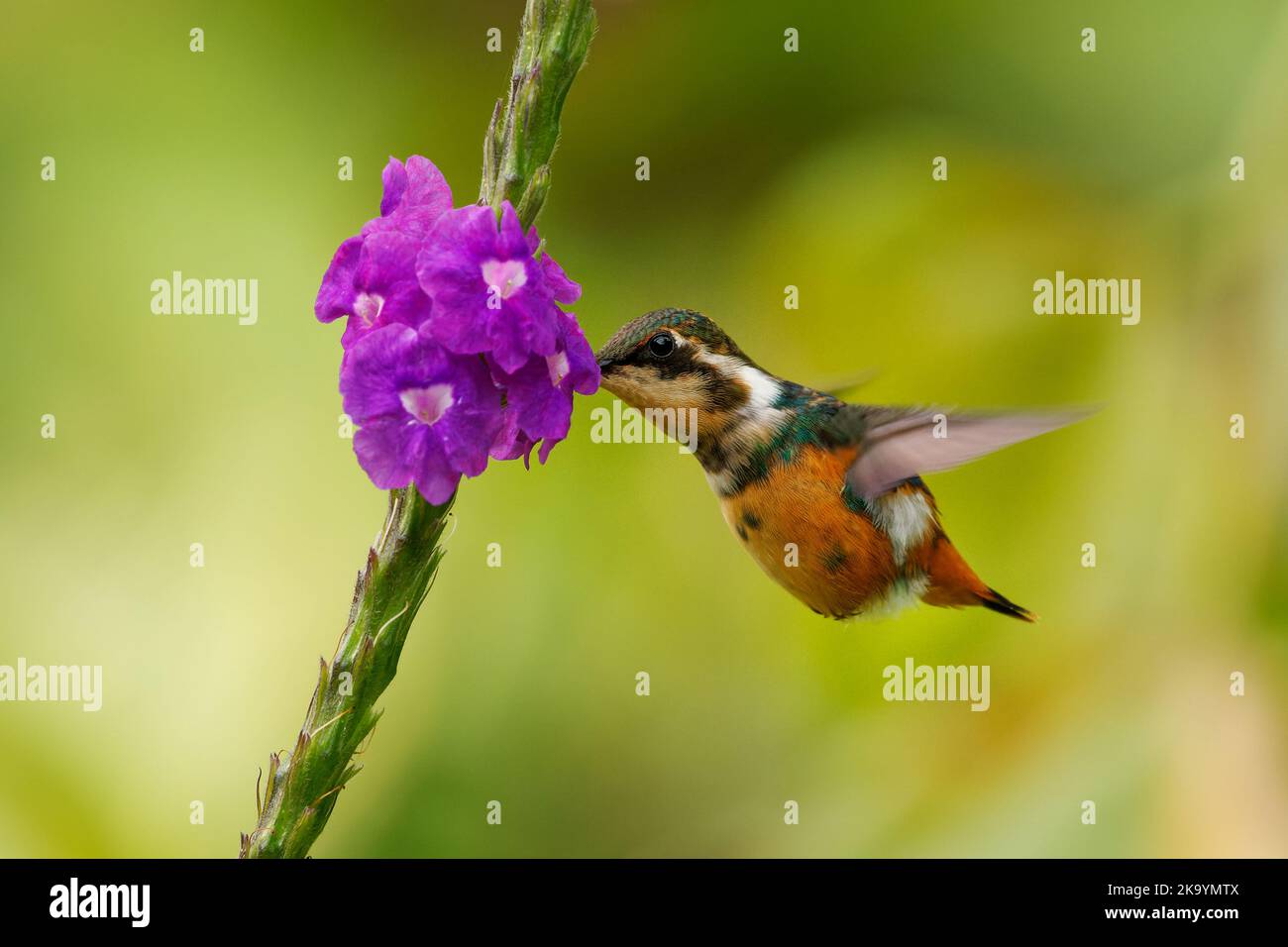 Gorgeted Woodstar (Chaetocercus heliodor) female hummingbird in tribe ...