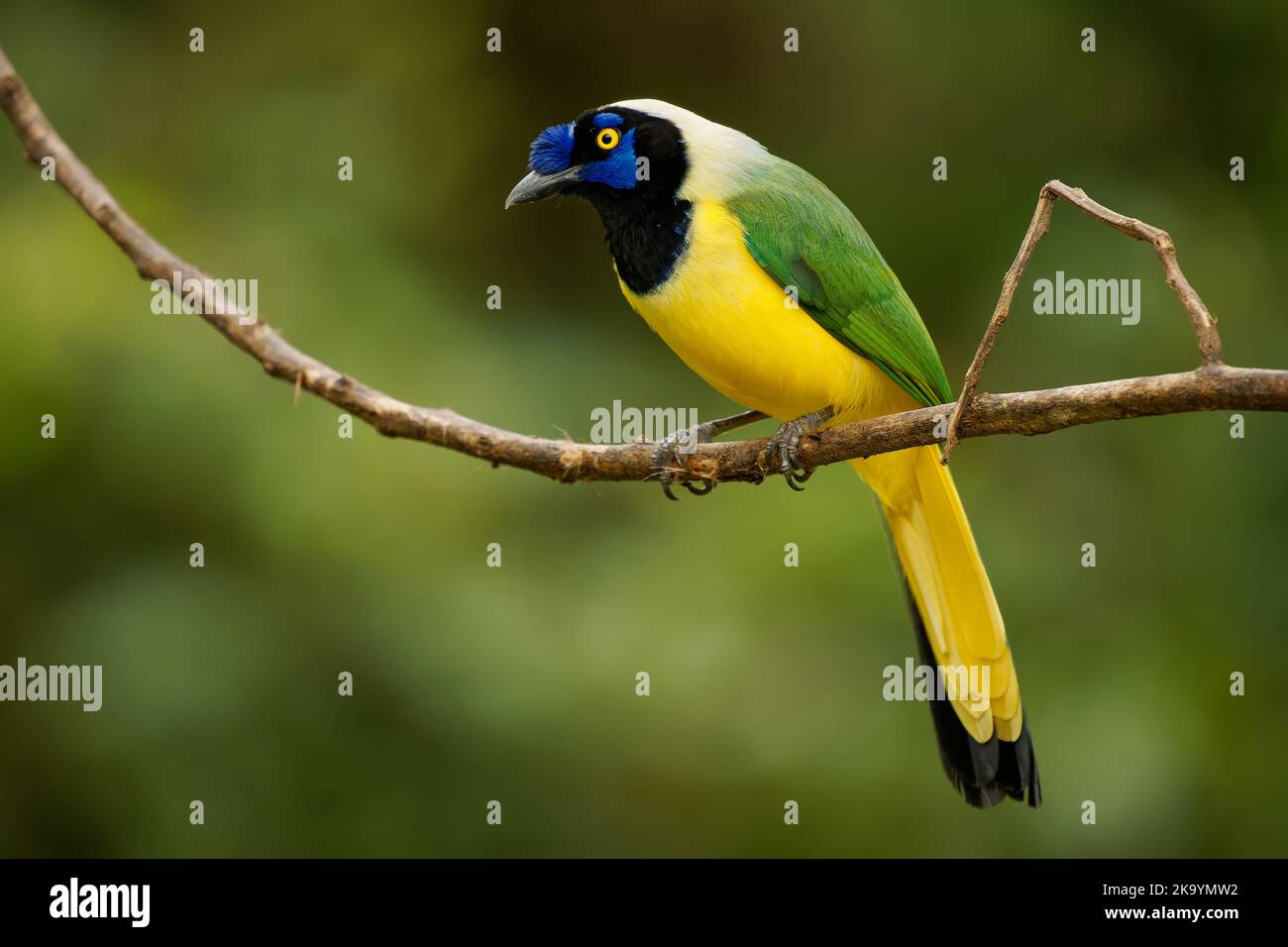 Inca jay (Cyanocorax yncas or querrequerre) bird of New World jays ...