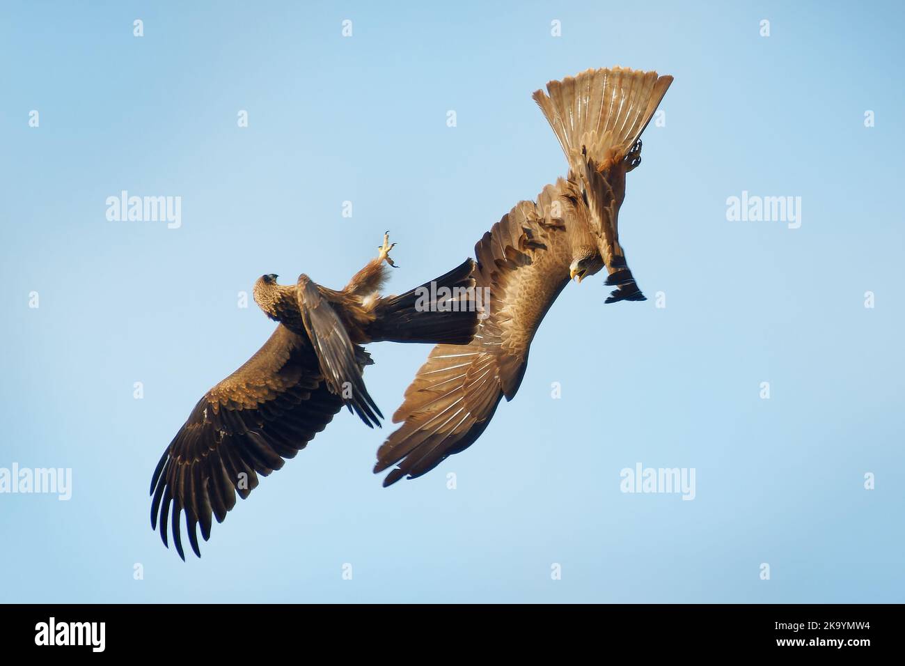 Black Kite - Milvus migrans bird of prey flying on the blue sky, two ...