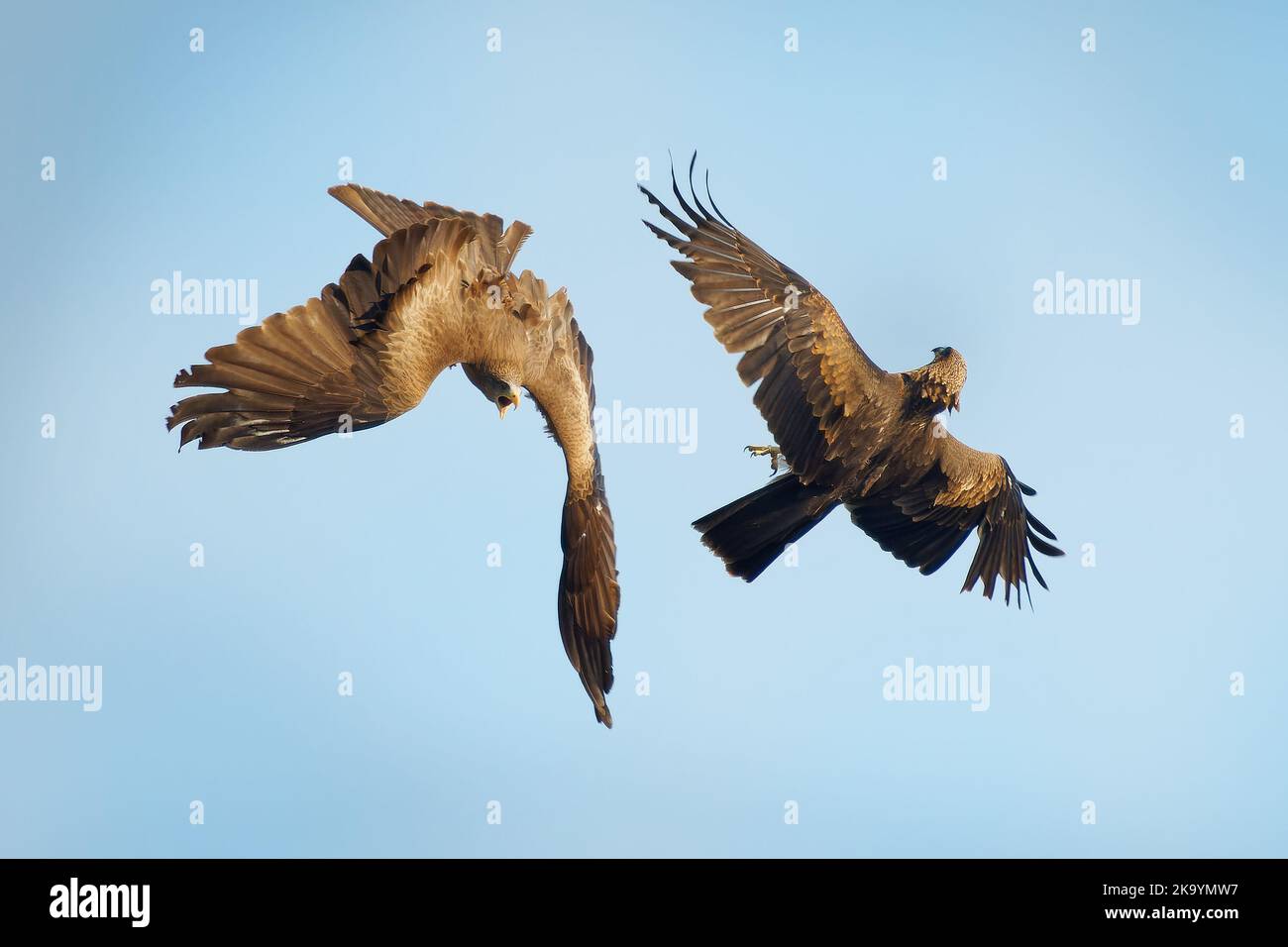 Black Kite - Milvus migrans bird of prey flying on the blue sky, two ...