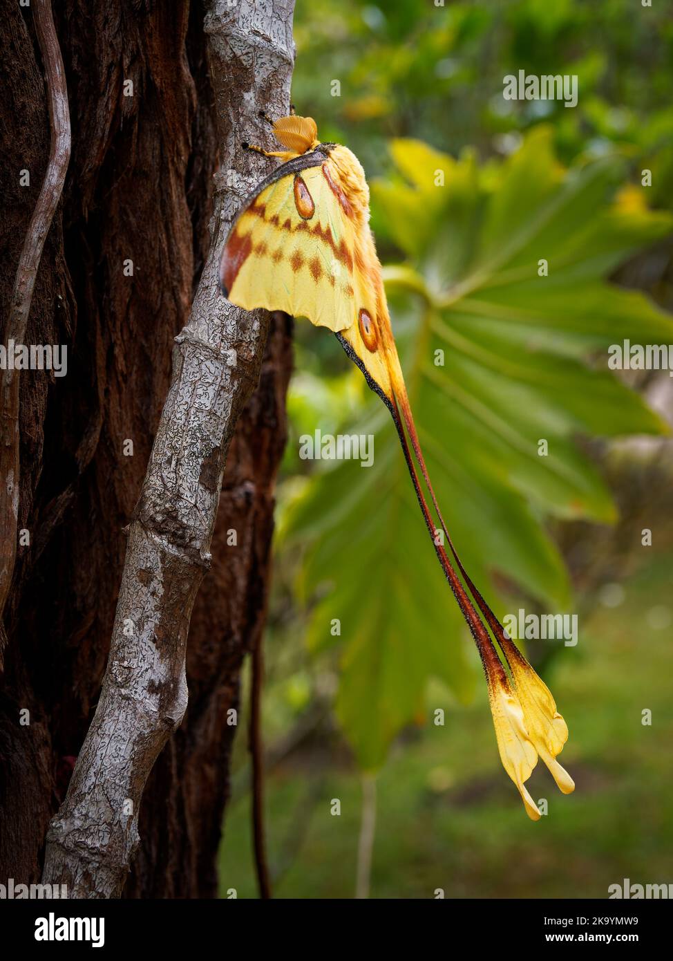 Comet moth or Madagascan moon moth (Argema mittrei), big moth native to ...