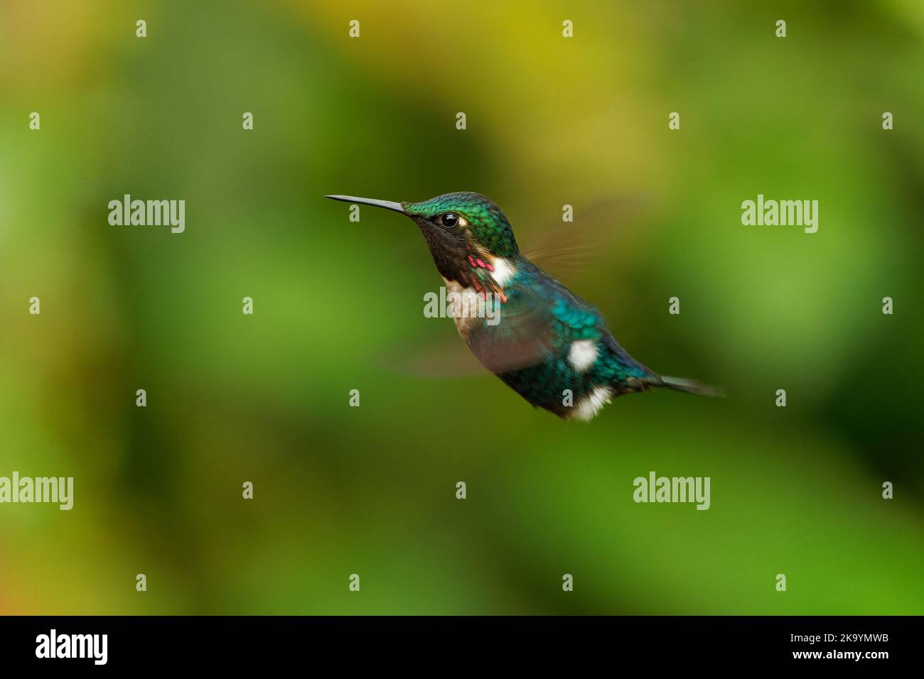 Bee hummingbird hi-res stock photography and images - Alamy