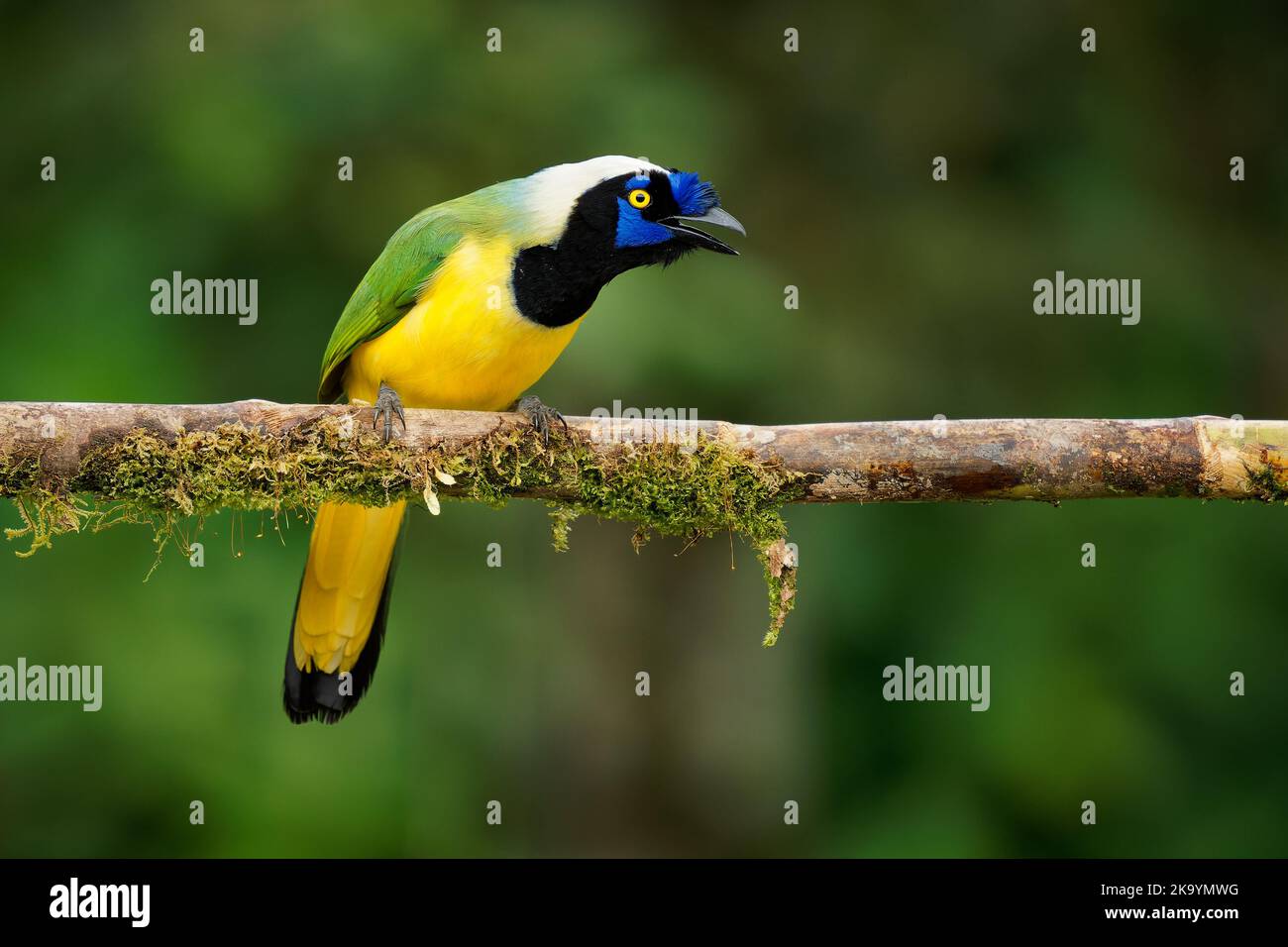 Inca jay (Cyanocorax yncas or querrequerre) bird of New World jays ...