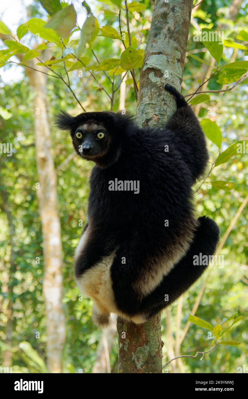 Indri indri - Babakoto the largest lemur of Madagascar has a black and ...