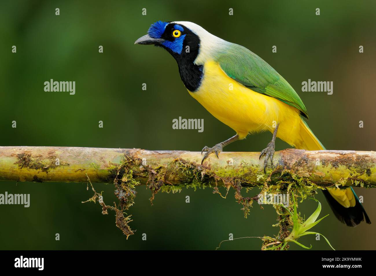 Inca jay (Cyanocorax yncas or querrequerre) bird of New World jays ...