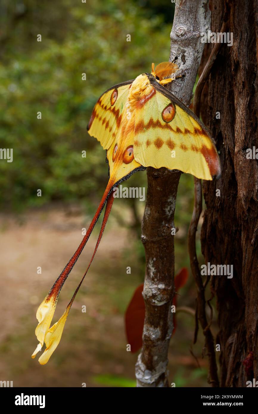 Comet moth or Madagascan moon moth (Argema mittrei), big moth native to ...