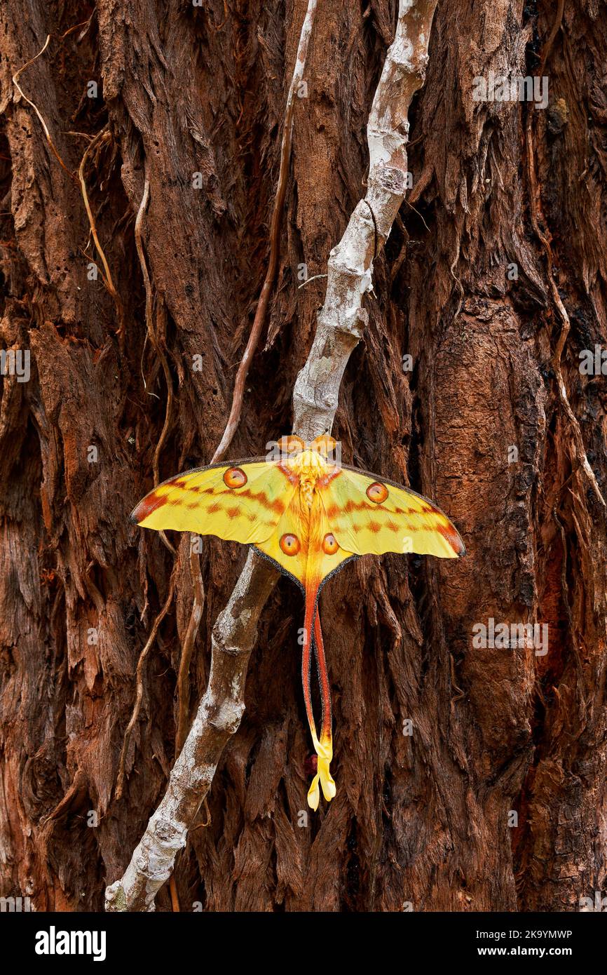 Comet moth or Madagascan moon moth (Argema mittrei), big moth native to ...