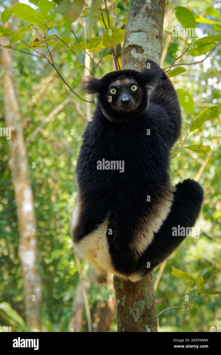 Indri indri - Babakoto the largest lemur of Madagascar has a black and ...