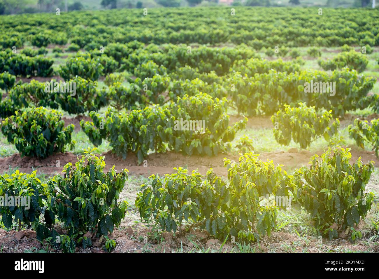 View farm with coffee plantation - early stage farming in Brazil - Cafe ...