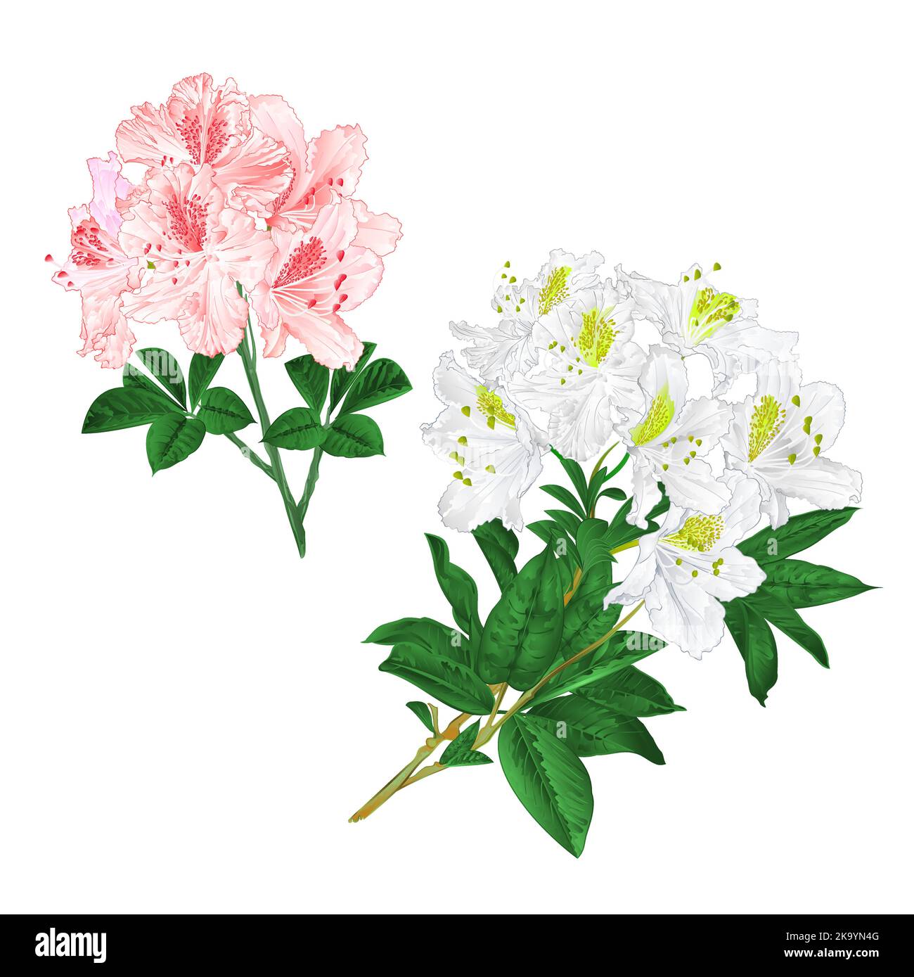 Branches light pink and white flowers rhododendrons mountain shrub on a ... Branches light pink and white flowers rhododendrons mountain shrub on a ...