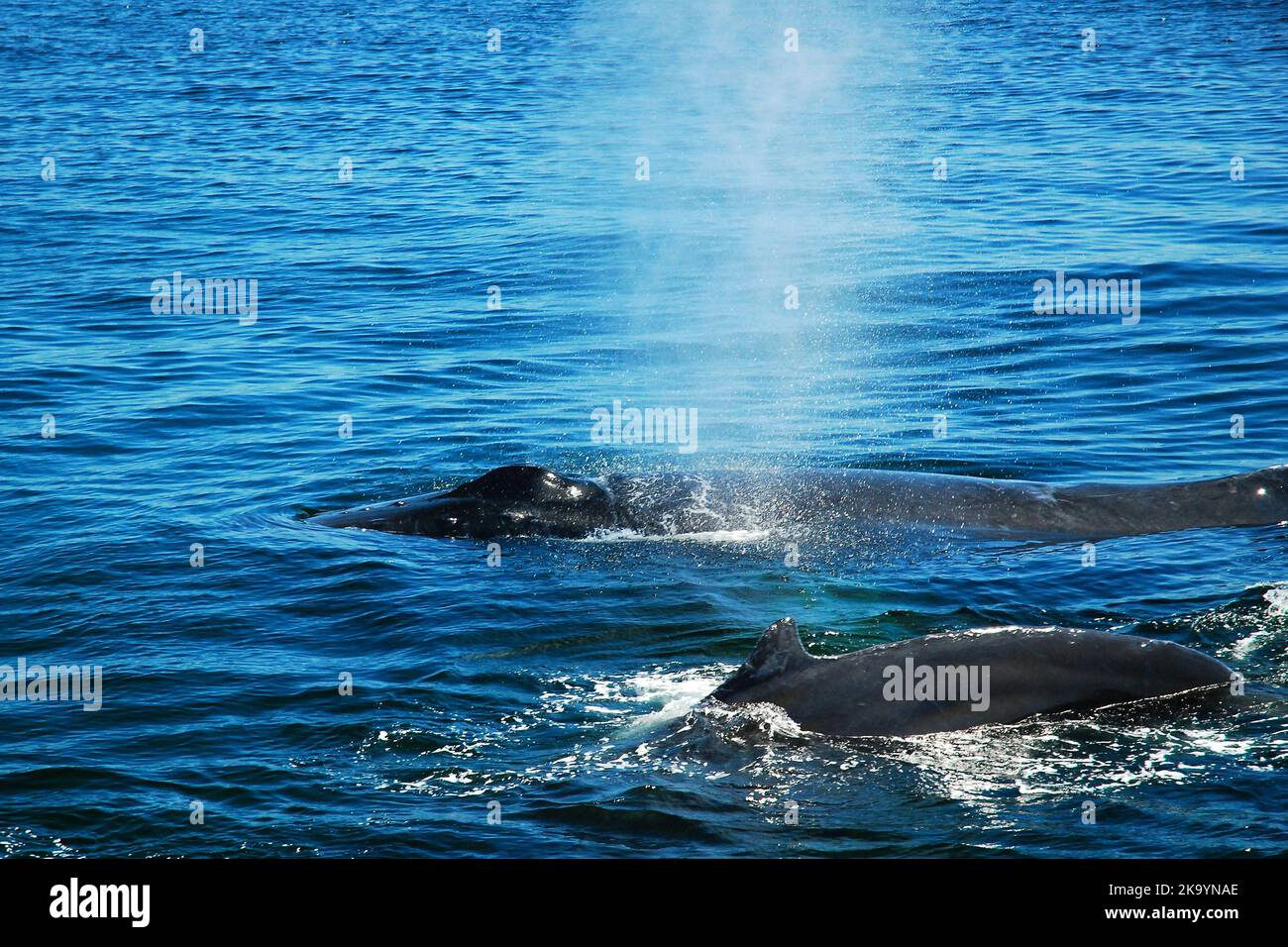 Two humpback whales rise to the surface of the ocean and use their ...