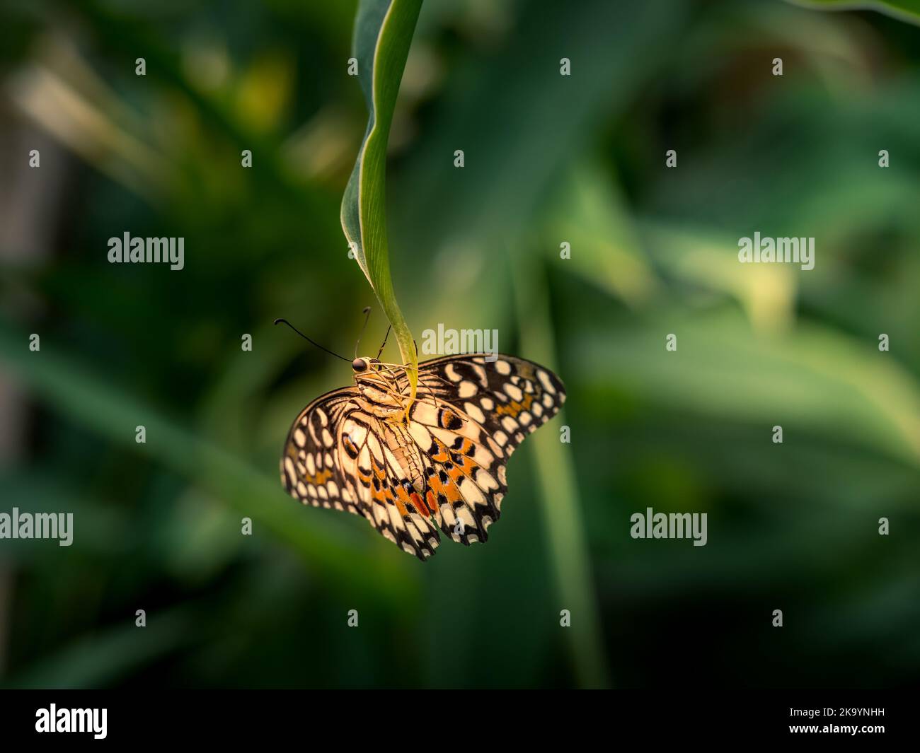 tropical butterflies - Macro shots with lots of detail, blurred ...