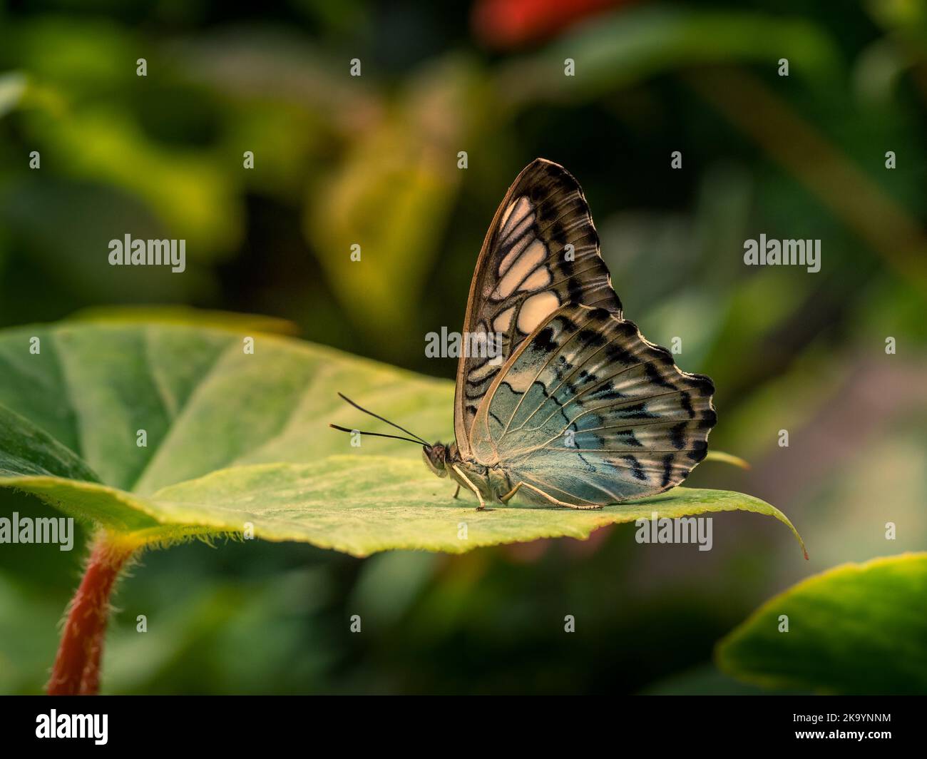 butterflies tropical - Macro shots with lots of detail, blurred ...