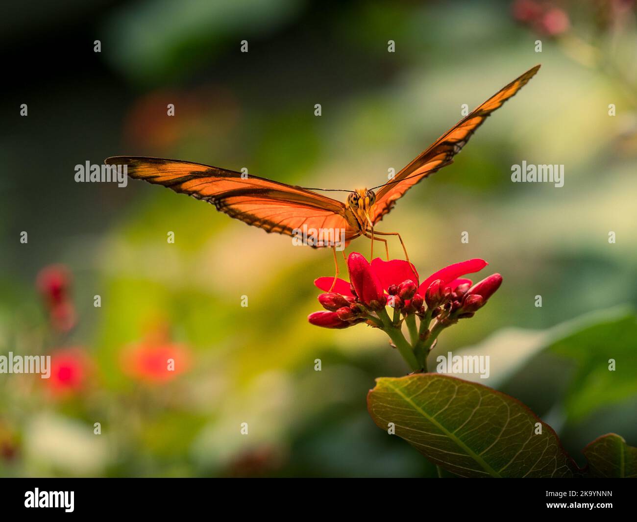 butterflies tropical - Macro shots with lots of detail, blurred ...