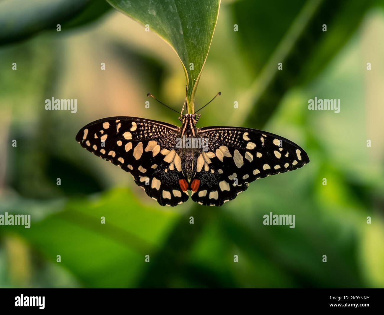 butterflies tropical - Macro shots with lots of detail, blurred ...