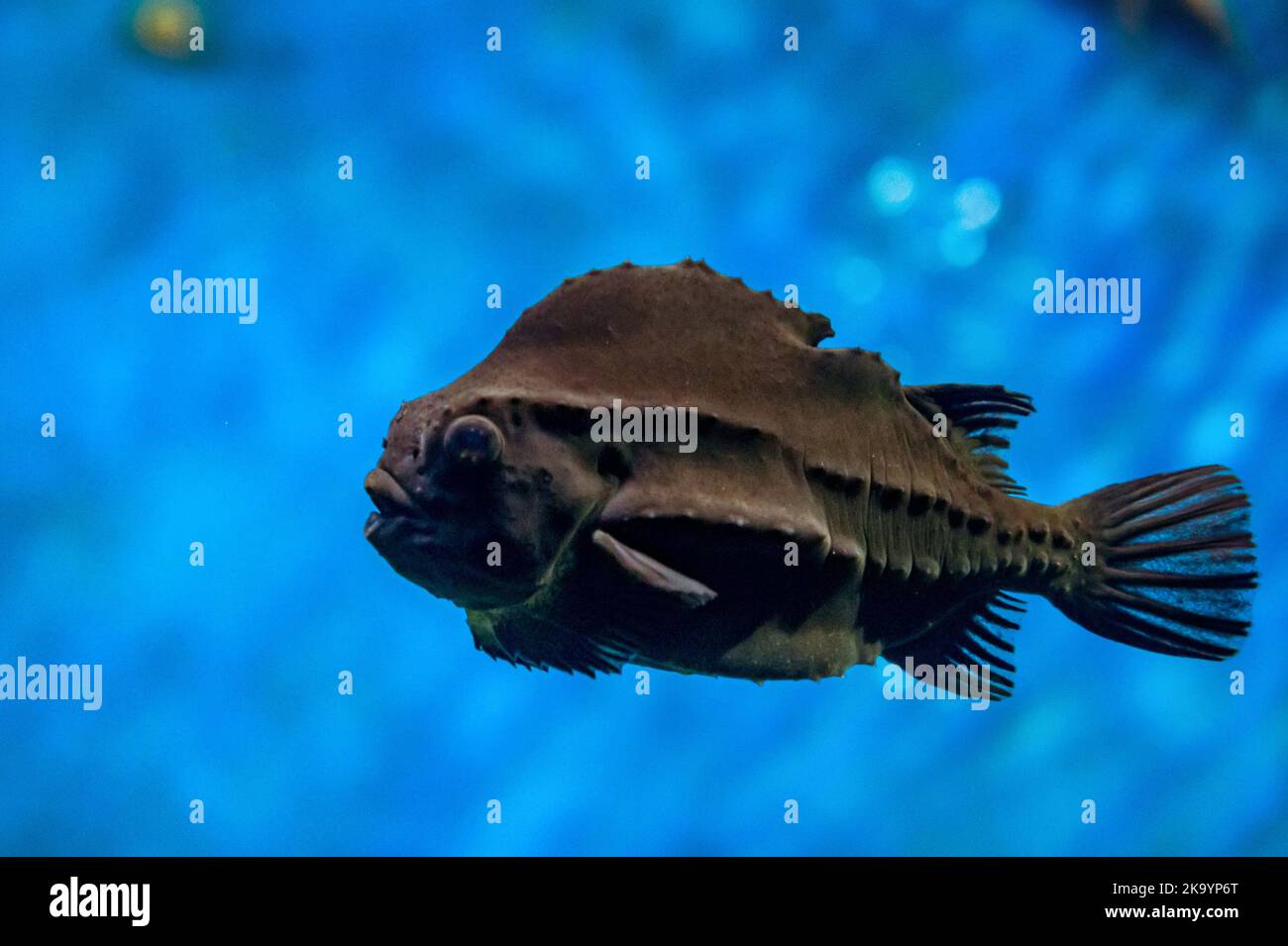 Cyclopterus lumpus or lumpsucker fish swim under blue water in an ...